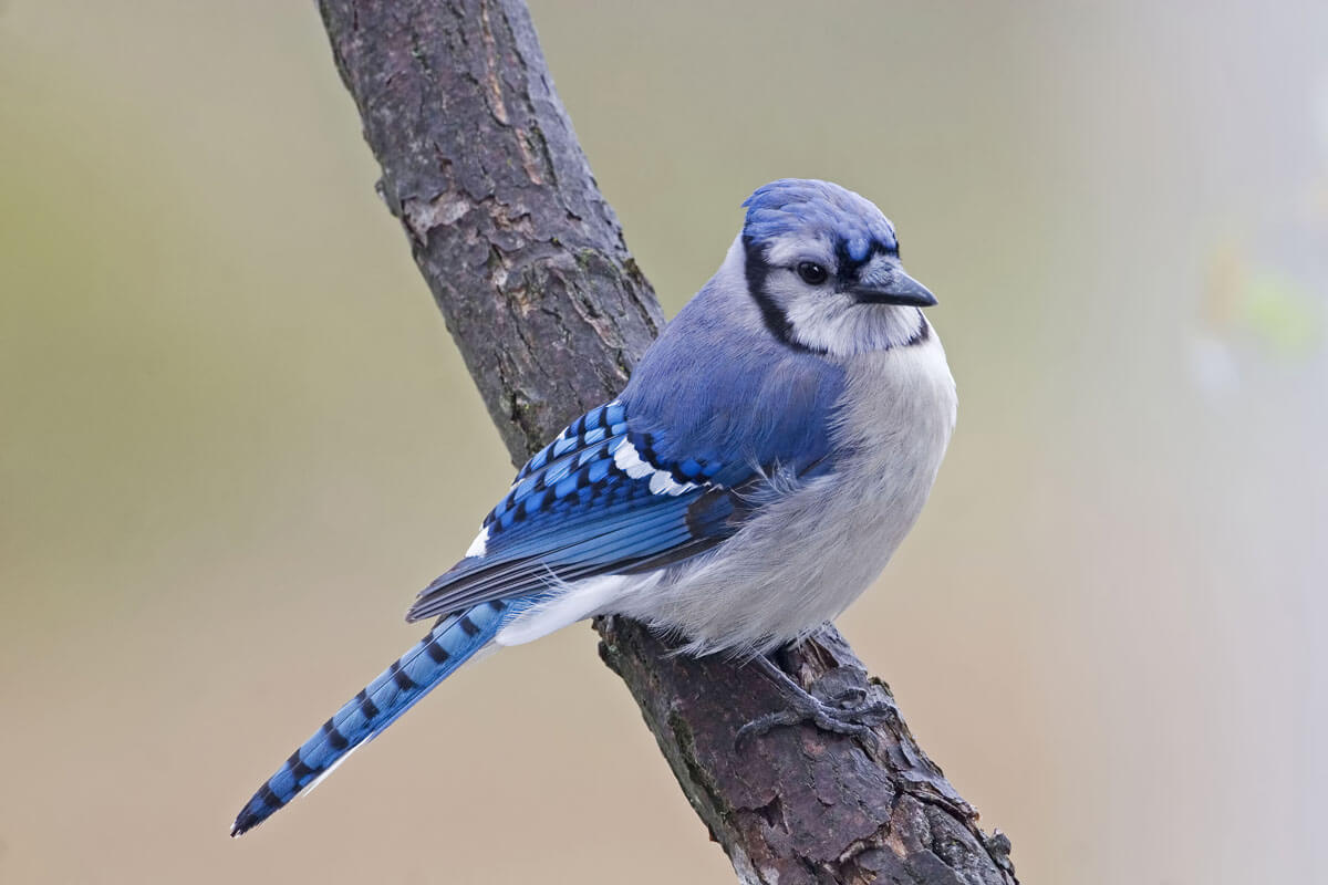 Les types d’animaux